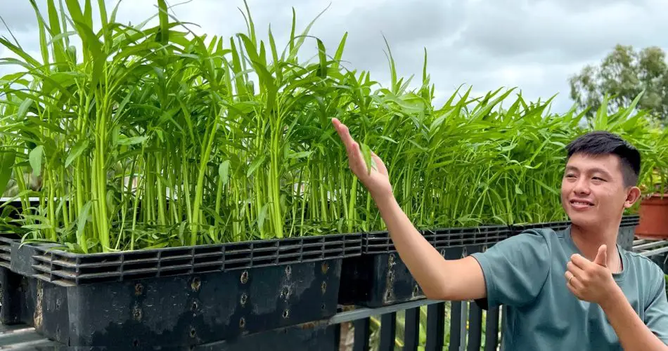 The Fastest Way To Get Vegetables To Eat, Even If I Don’t Have A Garden ...