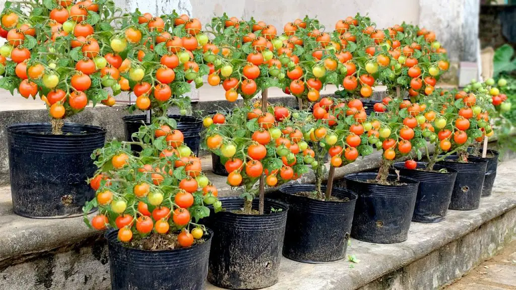 The First Time I See So Beautiful Tomatoes, Easy To Grow And Lots Of ...