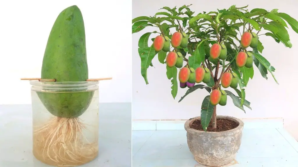 How to grow a mango tree in water from a store bought mango – Home ...
